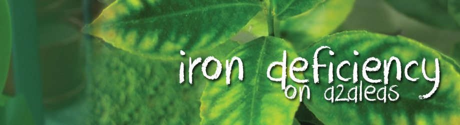 How To Treat Iron Deficiency On Azaleas Searles Gardening